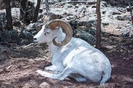 Jeep Poems - Modern Award-winning Jeep Poetry : All Poetry