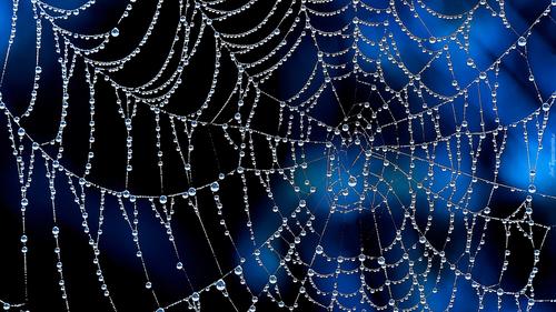 Look not into the weave of a web, seek the spinner - a poem by ...