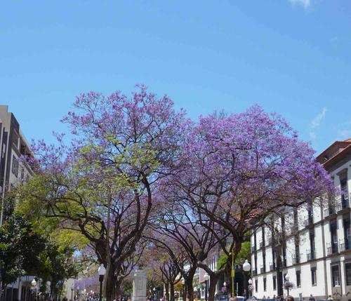 Under the Blue Jacaranda - a poem by Joanna Garrido - All Poetry