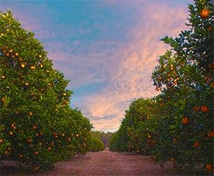 A flower beholdn' Magnolia - a poem by Zappa - All Poetry