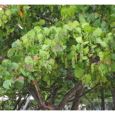 Grape Poems - Modern Award-winning Grape Poetry : All Poetry