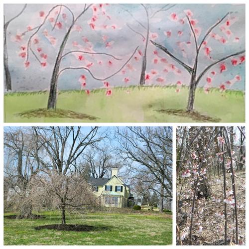 Cherry blossoms Poems - Modern Award-winning Cherry blossoms Poetry ...