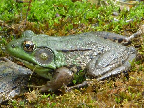 Deaf Frogs Have no Legs - a poem by M W Stigers - All Poetry