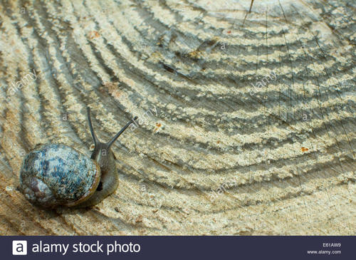 Slime Poems - Modern Award-winning Slime Poetry : All Poetry