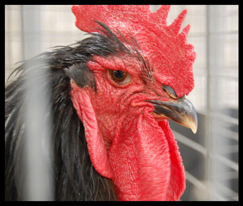 Chicken Poems - Modern Award-winning Chicken Poetry : All Poetry