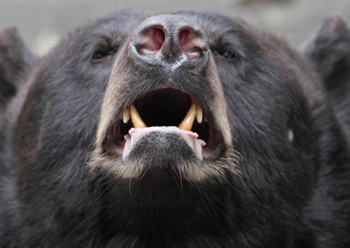 Obesity Poems - Modern Award-winning Obesity Poetry : All Poetry