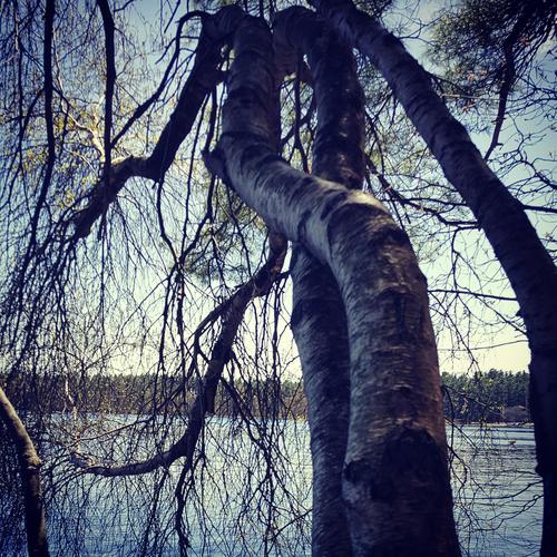 #400/Lady Long Legs - a poem by Lou Woodfae - All Poetry