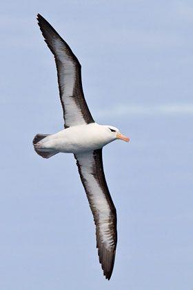 [albatross in view] - a poem by Sonia3902z - All Poetry