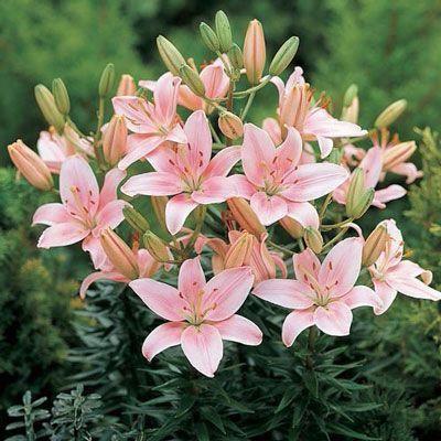 Lily Poems - Modern Award-winning Lily Poetry : All Poetry