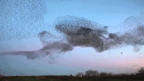 Starlings Poems - Modern Award-winning Starlings Poetry : All Poetry