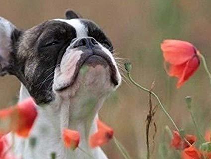 Smell Poems - Modern Award-winning Smell Poetry : All Poetry
