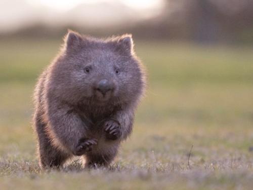 Wombats - a poem by Michael Fuller67 - All Poetry