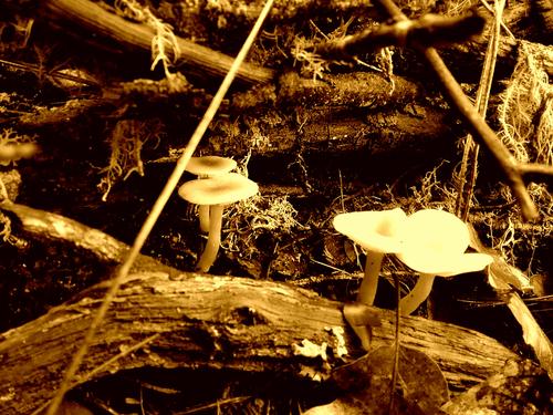 Cannibalism Poems - Modern Award-winning Cannibalism Poetry : All Poetry