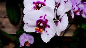 Orchid Poems - Modern Award-winning Orchid Poetry : All Poetry