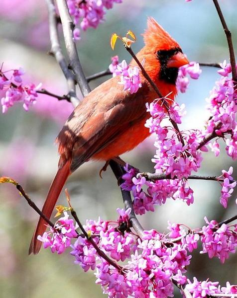 Spring's Rebirth - a poem by artyjules - All Poetry