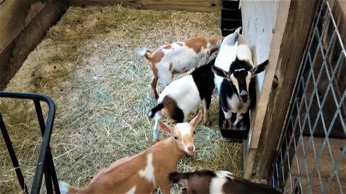 Goats Poems - Modern Award-winning Goats Poetry : All Poetry