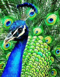 Peacock Poems - Modern Award-winning Peacock Poetry : All Poetry