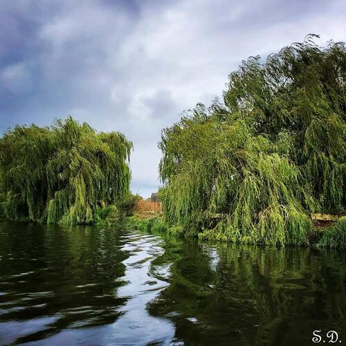 Weeping willow Poems - Modern Award-winning Weeping willow Poetry : All ...