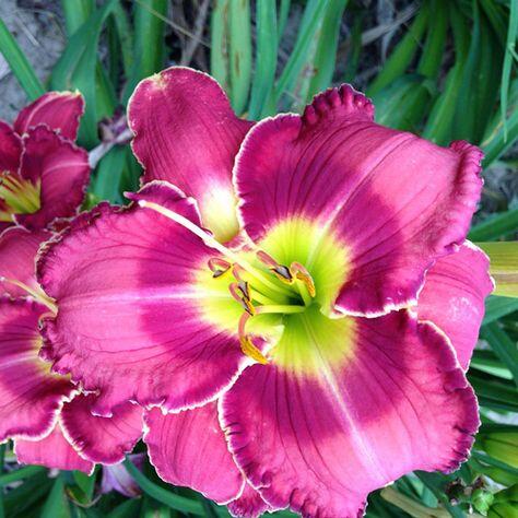 Lily Poems - Modern Award-winning Lily Poetry : All Poetry