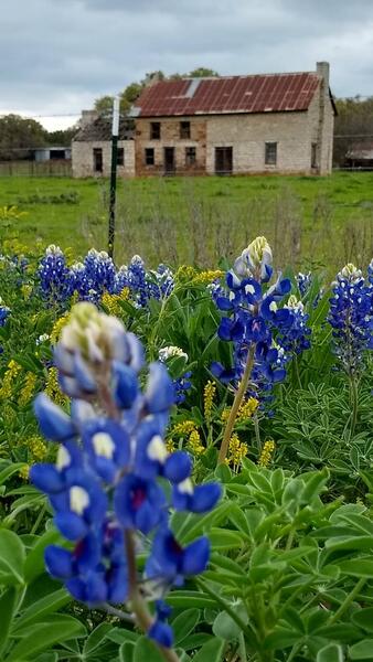 Bluebonnets Poems - Modern Award-winning Bluebonnets Poetry : All Poetry