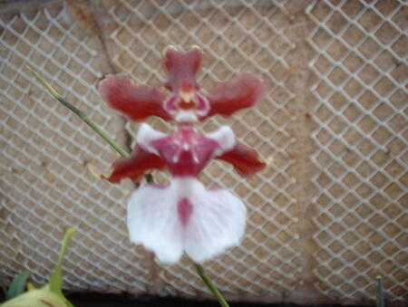 Orchid Poems - Modern Award-winning Orchid Poetry : All Poetry