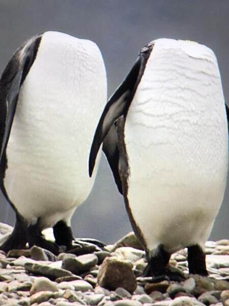 Headless Penguins Who Jiggle and Jive - a poem by PinkFaerie5 - All Poetry