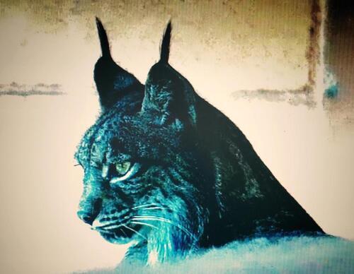 Lynx Poems - Modern Award-winning Lynx Poetry : All Poetry