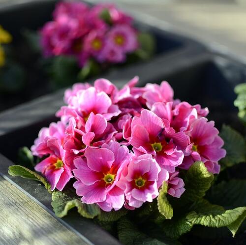 Primrose Poems - Modern Award-winning Primrose Poetry : All Poetry