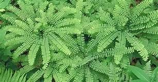 Fern Poems - Modern Award-winning Fern Poetry : All Poetry