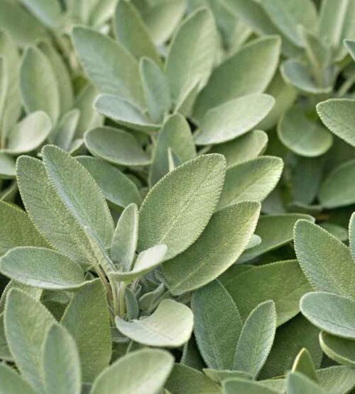 Sage Poems - Modern Award-winning Sage Poetry : All Poetry