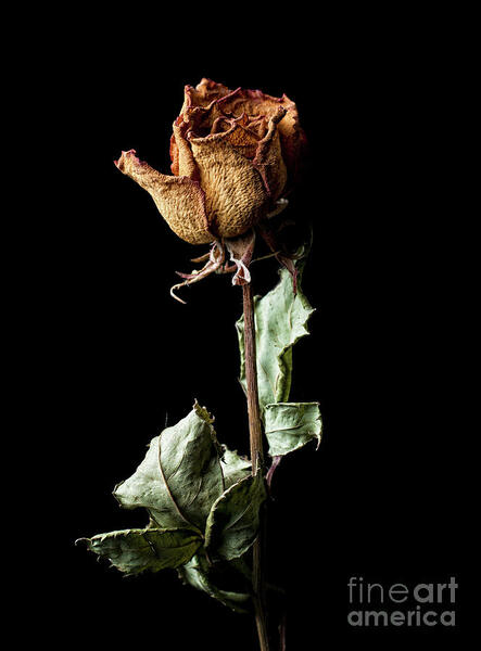 Withering Bloom - a poem by Linners - All Poetry