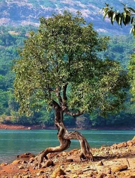 Sometimes a Tree Becomes Inclined to Dance - a poem by Peripatetic ...
