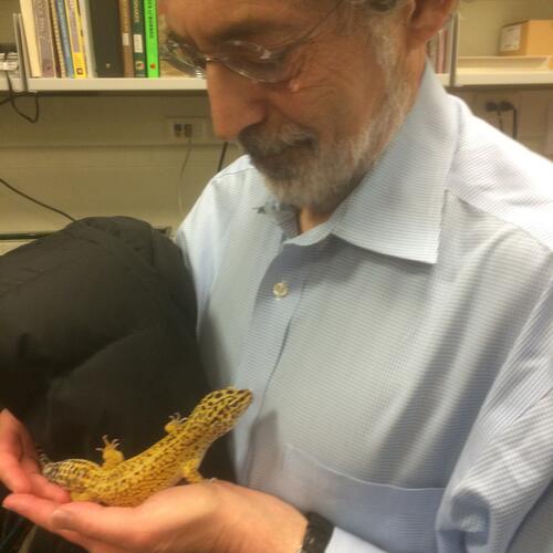 Gecko Poems - Modern Award-winning Gecko Poetry : All Poetry