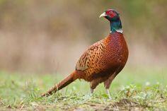 Pheasant Poems - Modern Award-winning Pheasant Poetry : All Poetry