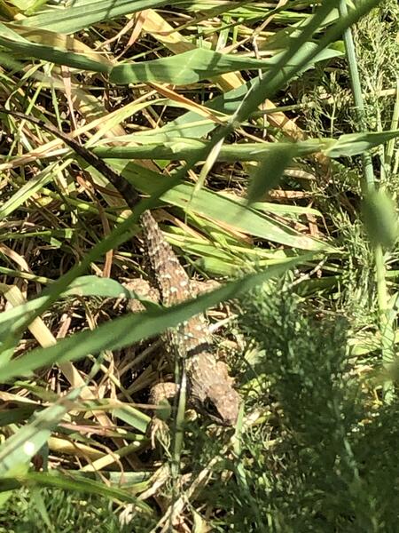 Lizard Slithered - a poem by Christian M. Coli - All Poetry