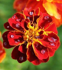 Marigold Poems - Modern Award-winning Marigold Poetry : All Poetry