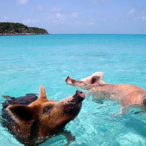 I Wish I Was In The Bahamas - a poem by vampedvixen - All Poetry