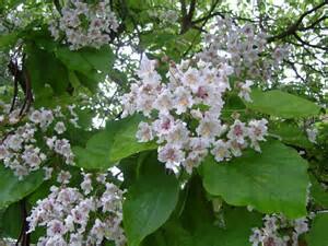 Orchid Poems - Modern Award-winning Orchid Poetry : All Poetry