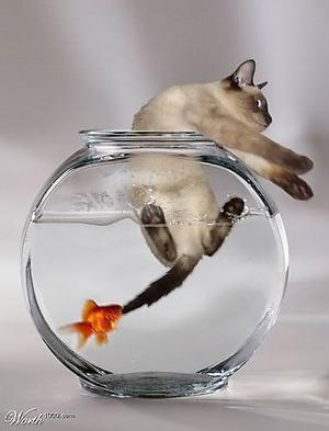 Lonely Goldfish - a poem by Kyle Wood - All Poetry