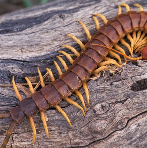 Centipede Poems - Modern Award-winning Centipede Poetry : All Poetry