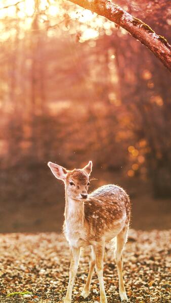 The Death of The Deer, free translation of the poem 'Moartea Caprioarei ...