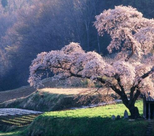 Cherry Poems - Modern Award-winning Cherry Poetry : All Poetry