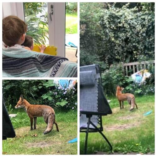 Fox Poems - Modern Award-winning Fox Poetry : All Poetry