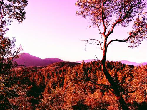 Sasquatch Poems - Modern Award-winning Sasquatch Poetry : All Poetry