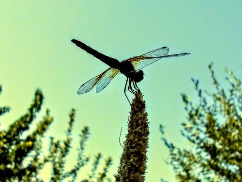 Rats Poems - Modern Award-winning Rats Poetry : All Poetry