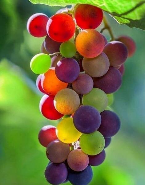 Grape balloons - a poem by Joanna Garrido - All Poetry