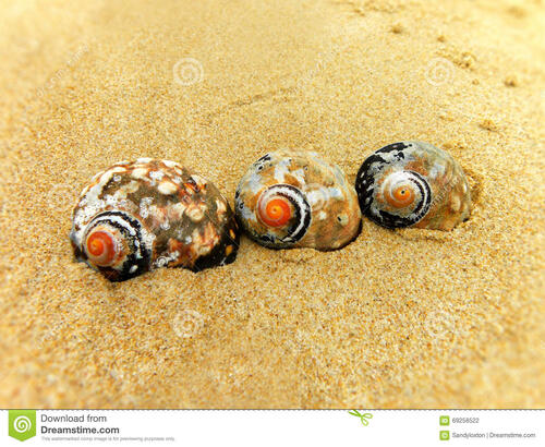 Periwinkle Poems - Modern Award-winning Periwinkle Poetry : All Poetry