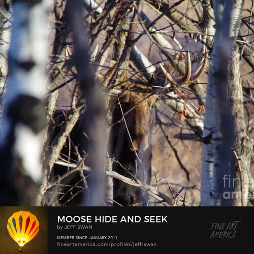 Haiku - a poem by WolfHeart - All Poetry