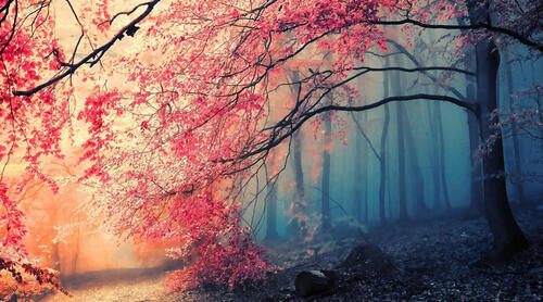 Sakura Poems - Modern Award-winning Sakura Poetry : All Poetry