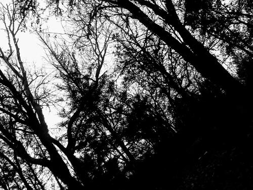 Cemetery October Branches XXV: Master Yarrow Destroy Pelican Of Red ...